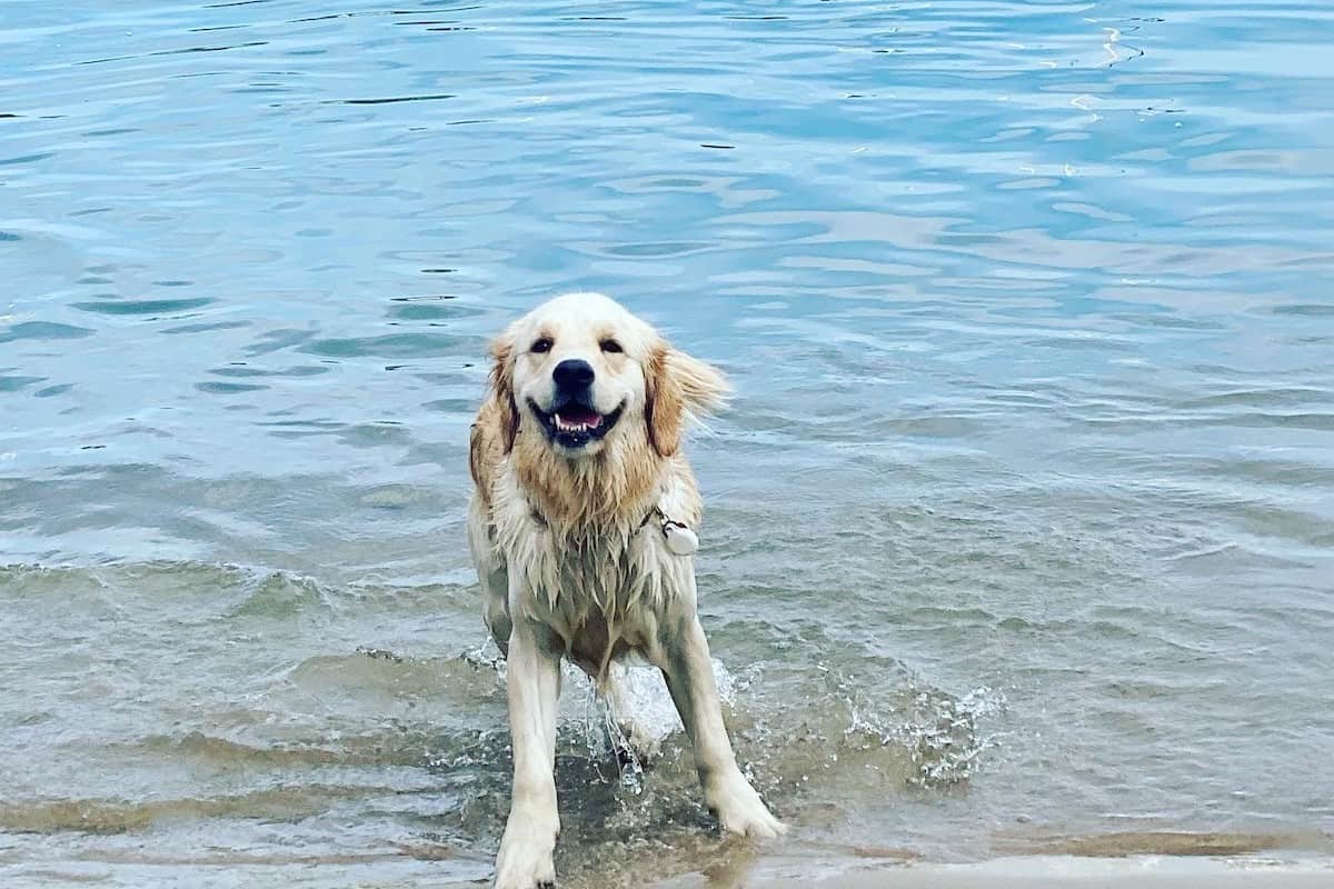 Pru Pups is a new series showcasing the building’s most adorable dogs ...